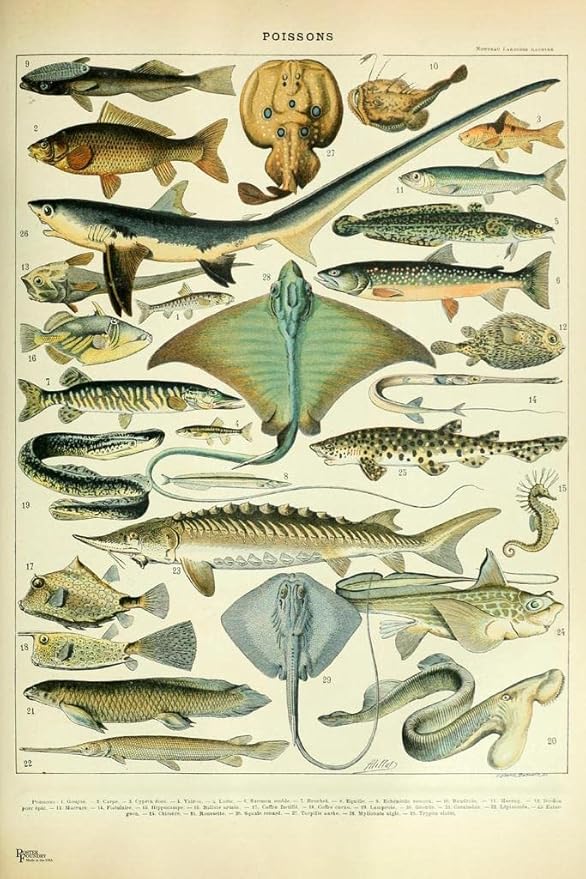 Amazon.com: Sharks Fish Poissons Cottagecore Room Decor Sea Creatures ...