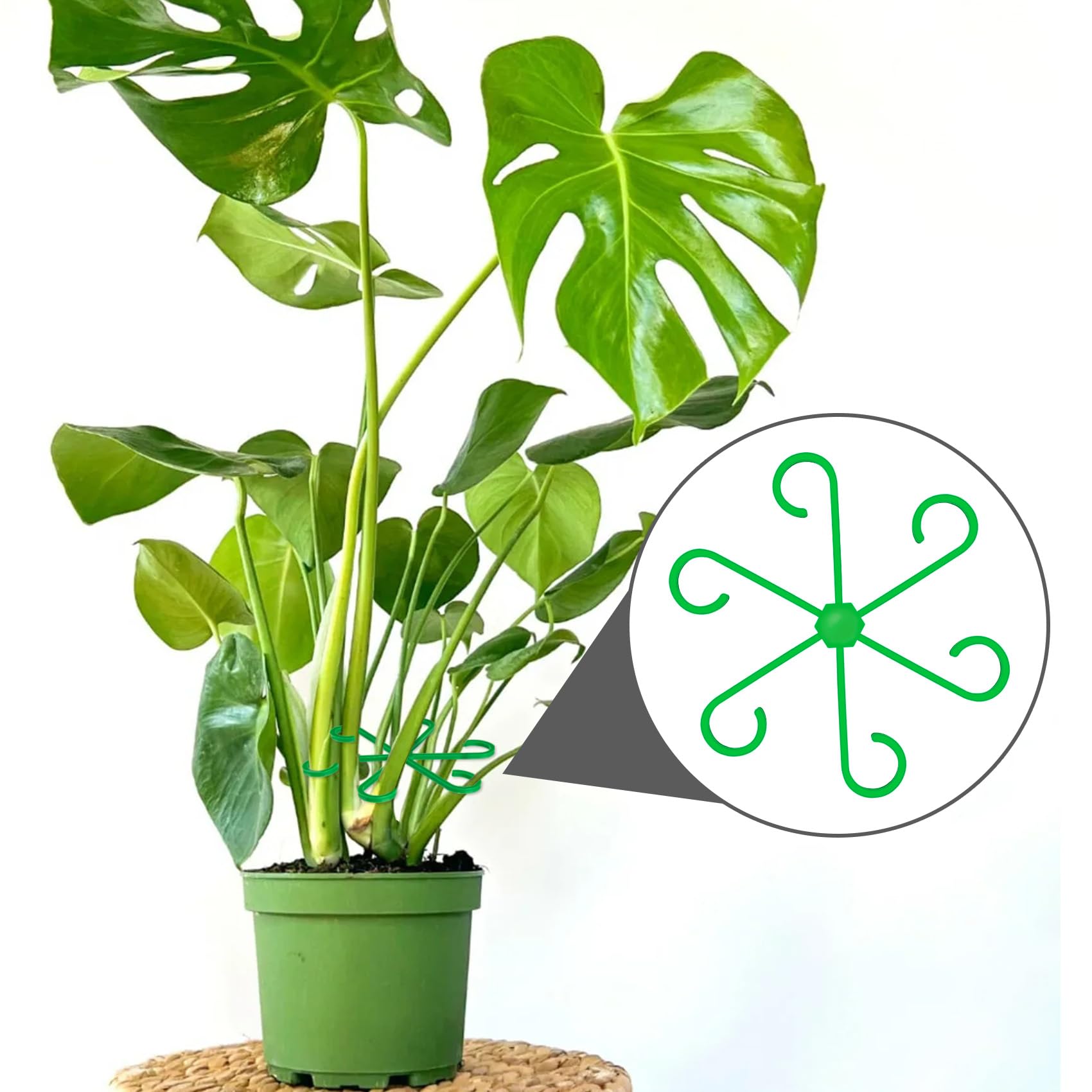 Snapklik.com : PAGOW 8 Pcs Climbing Houseplant Stem Supports, Plastic ...