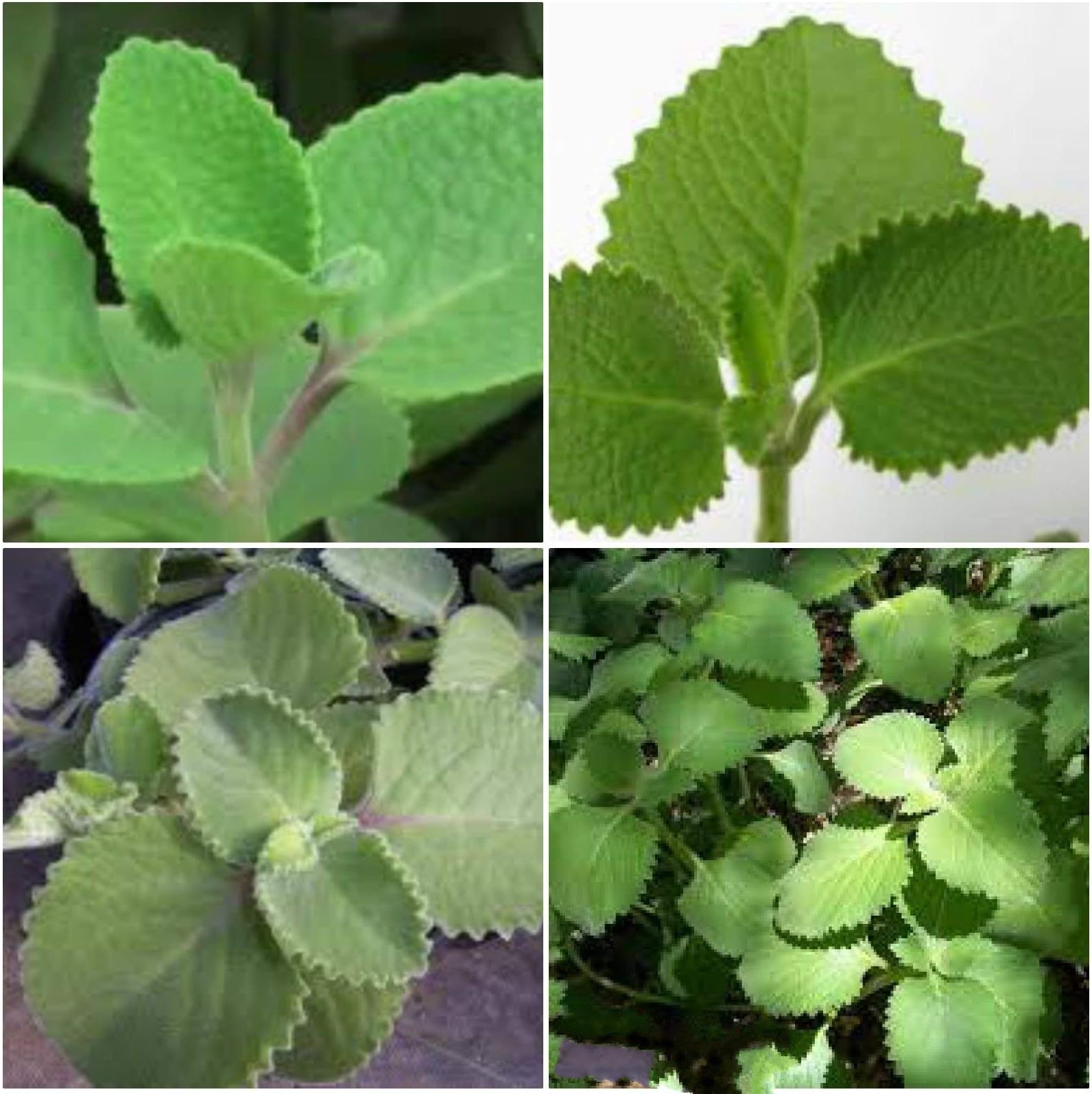 Amazon.com : Cuban Oregano Plant 1 Plant : Patio, Lawn & Garden