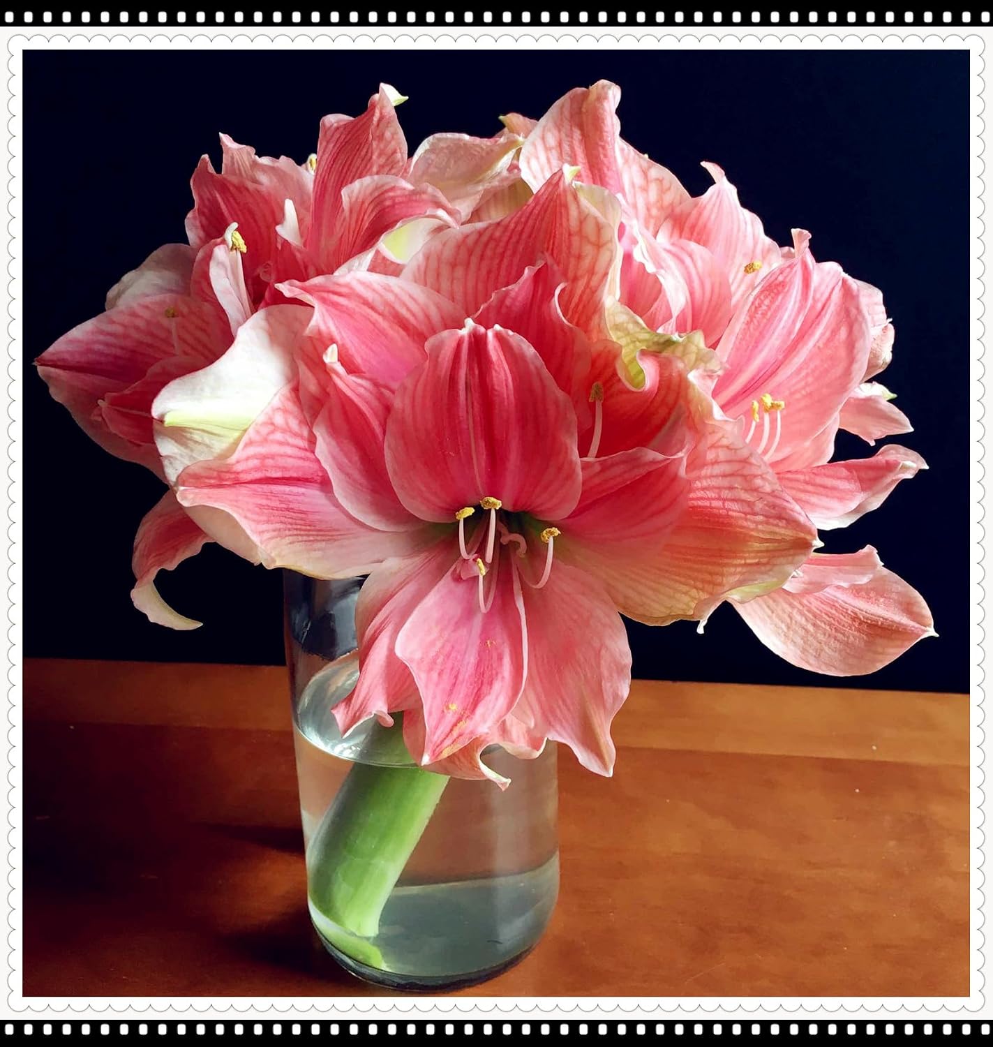 Amazon.com : (Amaryllis for Planting) Simple to Grow Professional Fall ...