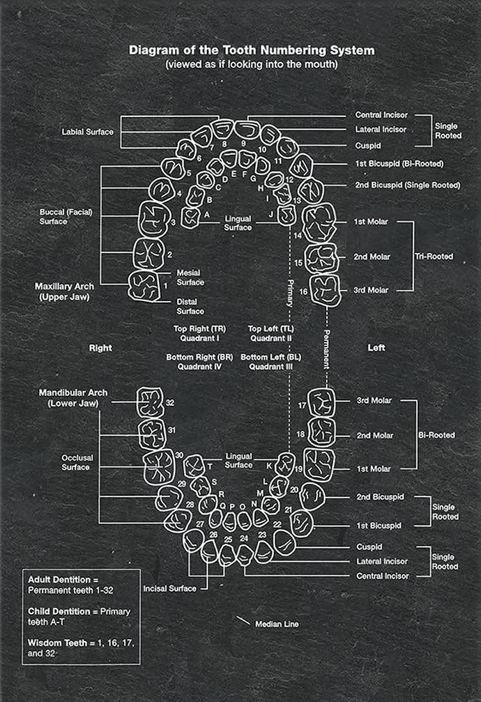 Amazon.com: Youpinnong Diagram of the Tooth Numbering System Metal Tin ...