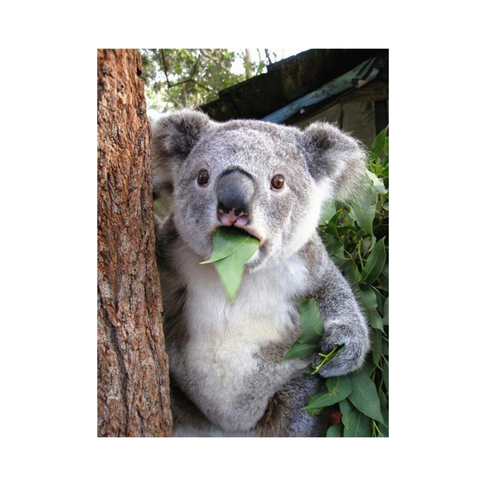 Surprised Koala Meme