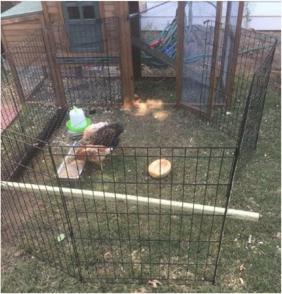 Amazon.com : Chicken Exercise Pen Dogs 35 Inch with Step-Through Door ...
