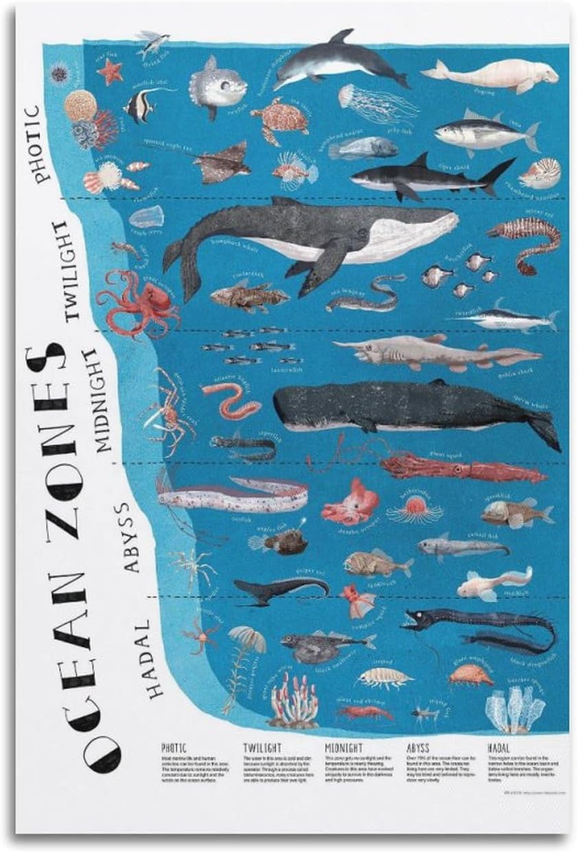 Amazon.com: YNTNDYGV The Layers Ocean Zones Poster Poster Decorative ...