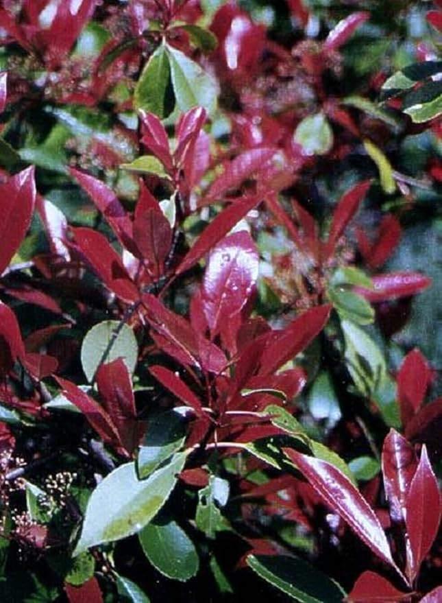 1X 5-6FT Large PHOTINIA RED Robin Standard Tree - Beautiful SPECIMENS ...