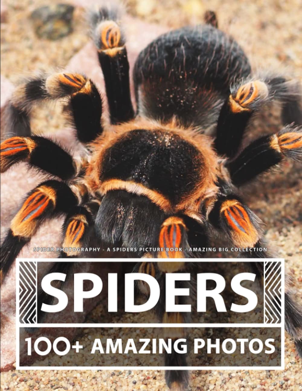 Buy Spider Photography - A Spiders Picture Book - Amazing Big ...