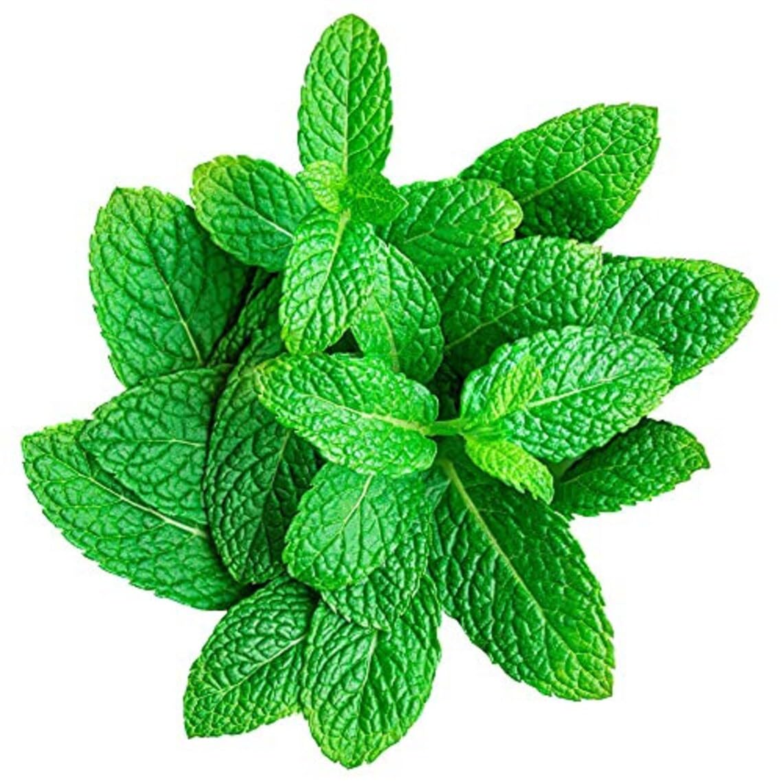 Pudina Mint Mentha Herb Perennial Aroma Flavorful Culinary Peppermint ...
