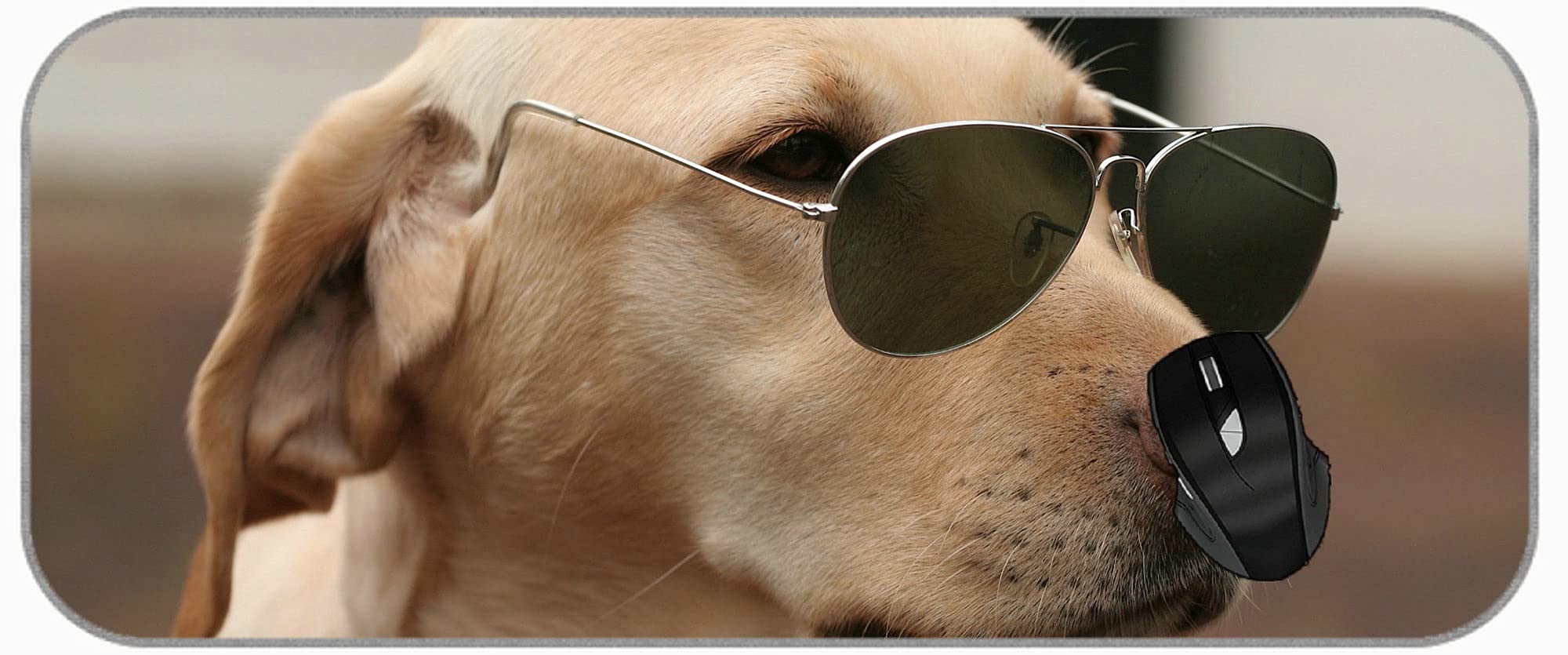 Dog Computer Glasses