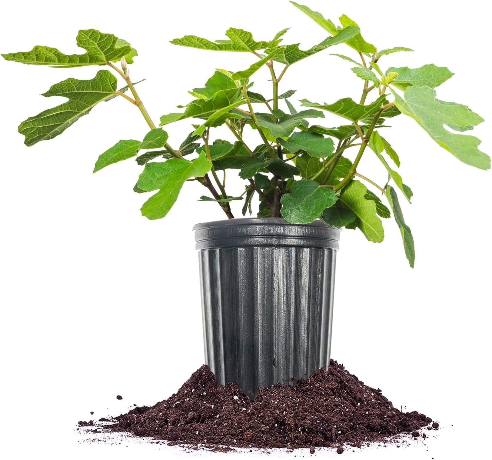 Amazon.com : 1 Rare Golden Dwarf Fig Live Starter Plant | 3-6 inch LSU ...