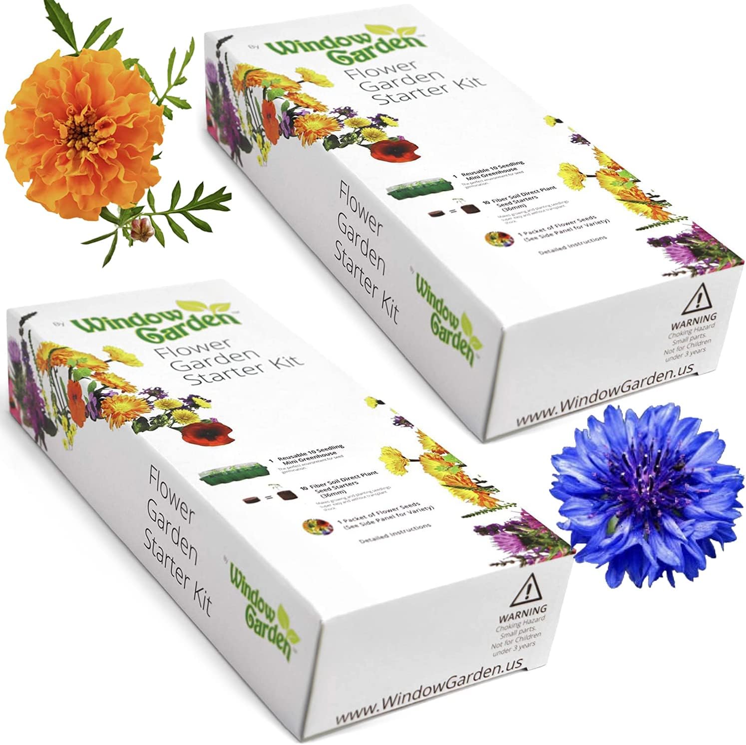Amazon.com : Lemon Queen Sunflower Flower Starter Kit - Grow Beauty ...