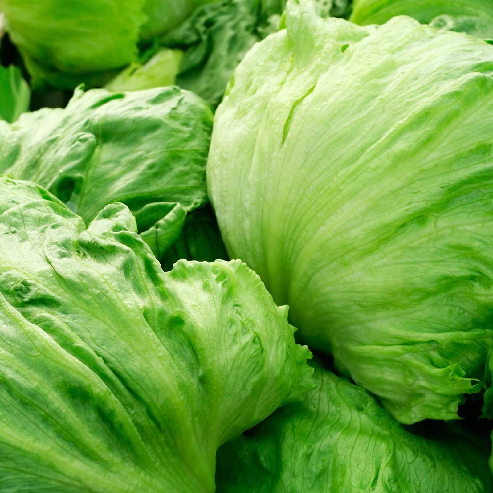 Amazon.com : 1,000+ Iceberg Lettuce Seeds- Heirloom Variety : Vegetable ...