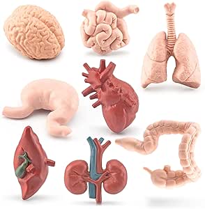 Amazon.com: GUFOPONAS 2 Inch 8PCS Human Body Model for Kids Mini Fake ...