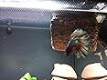 Zoo Med Floating Betta Log : Amazon.ca: Pet Supplies