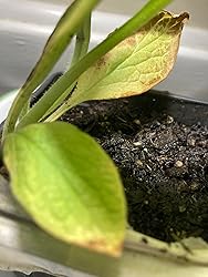 Amazon.com : Organic Comfrey Plant - Comphrey - Knitbone Plant ...