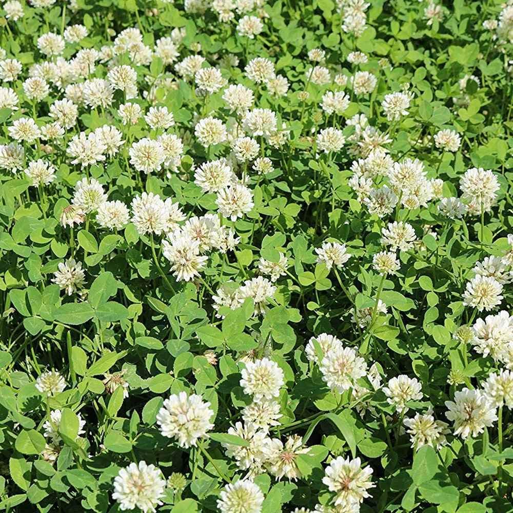 Amazon.com : Micro Clover Ground Clover Seeds (2 lbs.) : Patio, Lawn ...