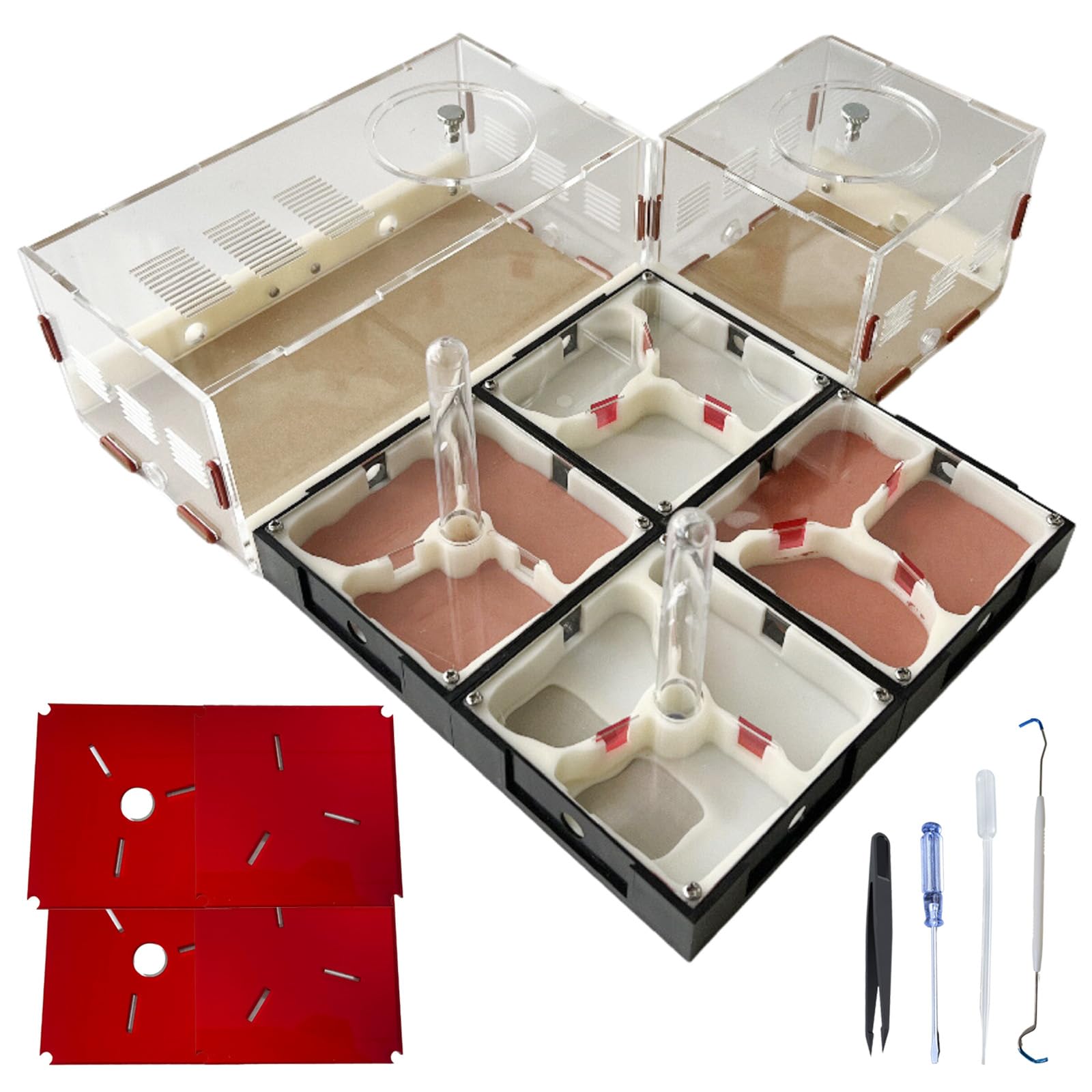 Buy Ants Footsteps Ant Farm Science DIY Terrarium Kit Care for Live ...