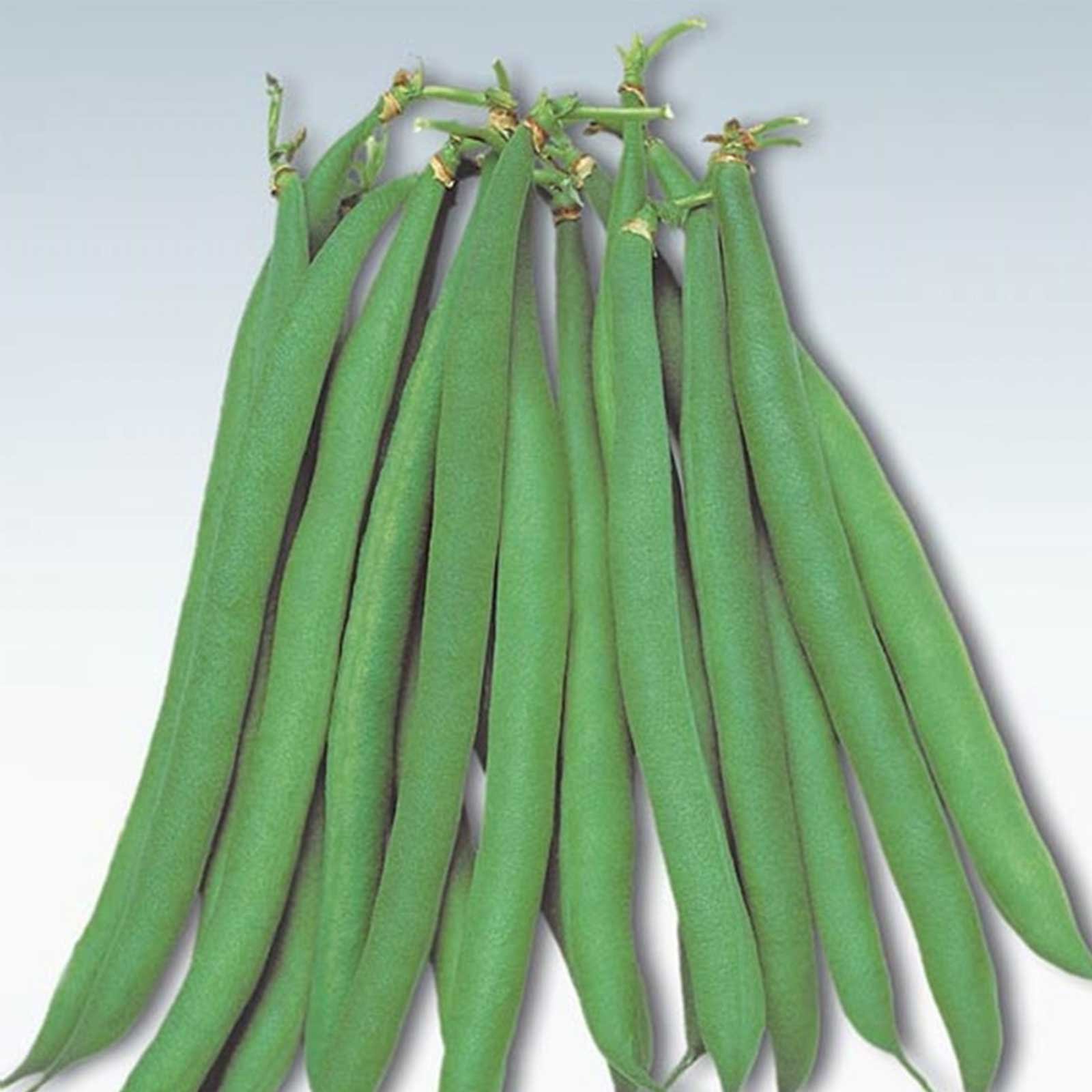 Amazon.com : Masai Bush Bean Garden Seeds - 1000 Seeds - Non-GMO ...