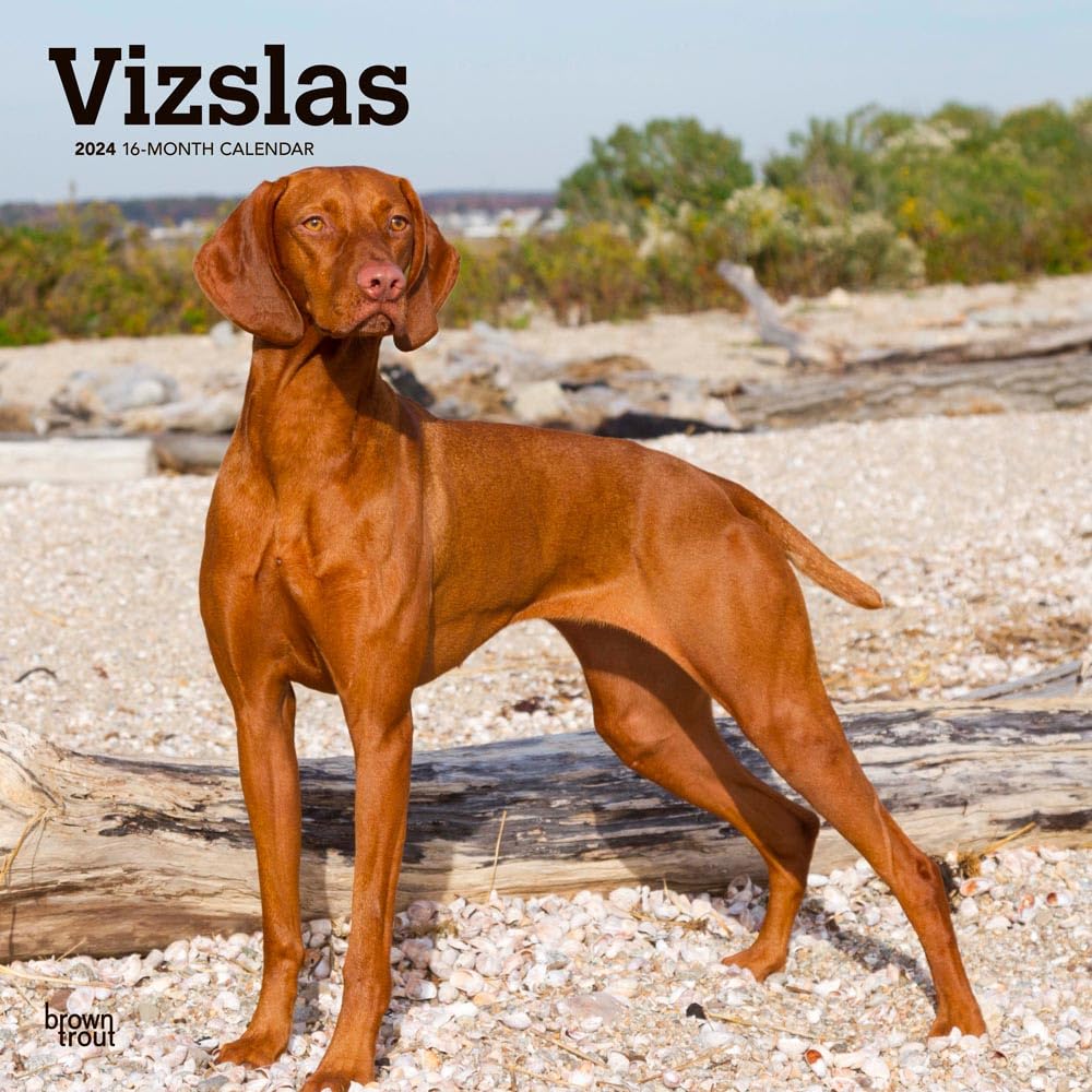 Vizslas | 2024 12 x 24 Inch Monthly Square Wall Calendar | BrownTrout ...