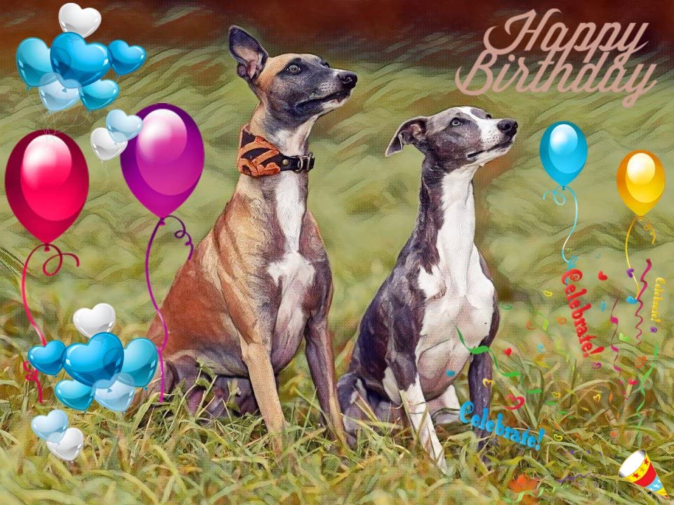 Arty Greyhound Whippet Happy Birthday Greeting Card A5 : Amazon.co.uk ...