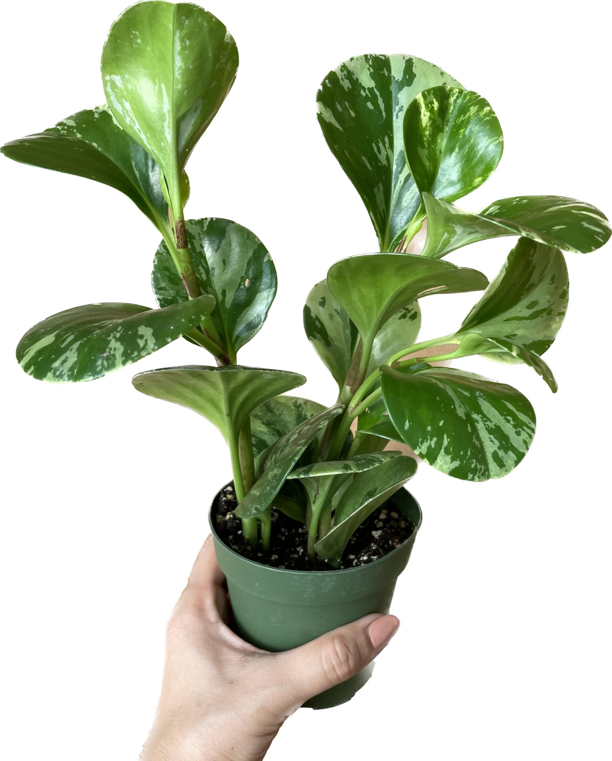 Amazon.com : Live Rubber Plant - Peperomia Marble - Peperomia ...