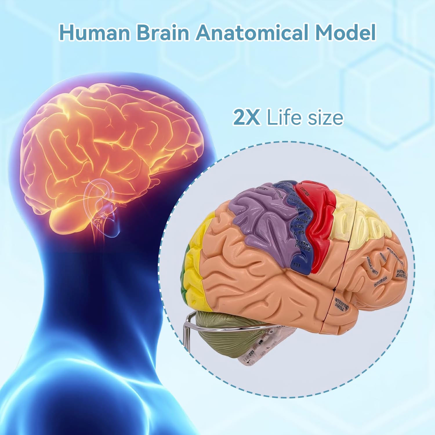 Partes Do Cerebro Humano Rotuladas Cérebro IRM 3D : Anatomia Normal