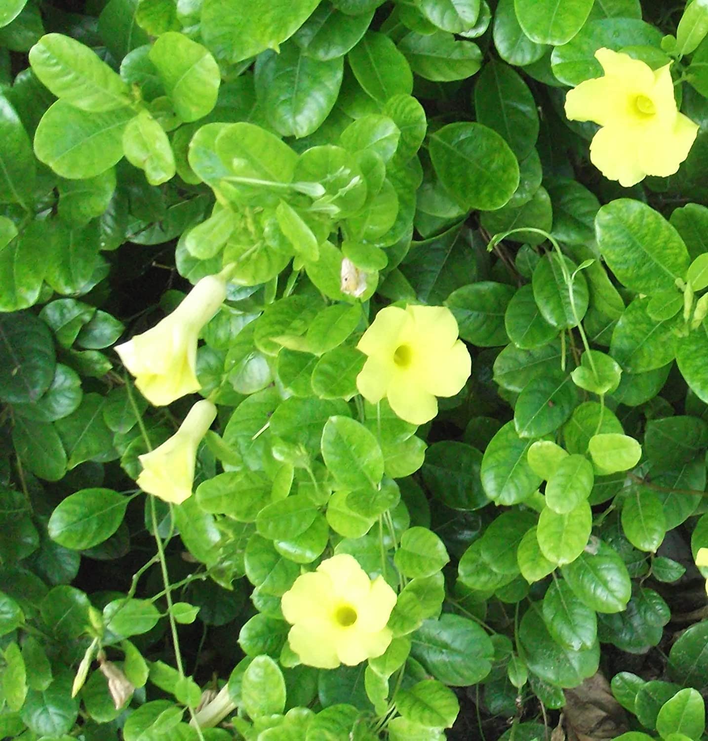 Chillatai® Yellow Allamanda Creeper Healthy Live Plant, Yellow Colour ...