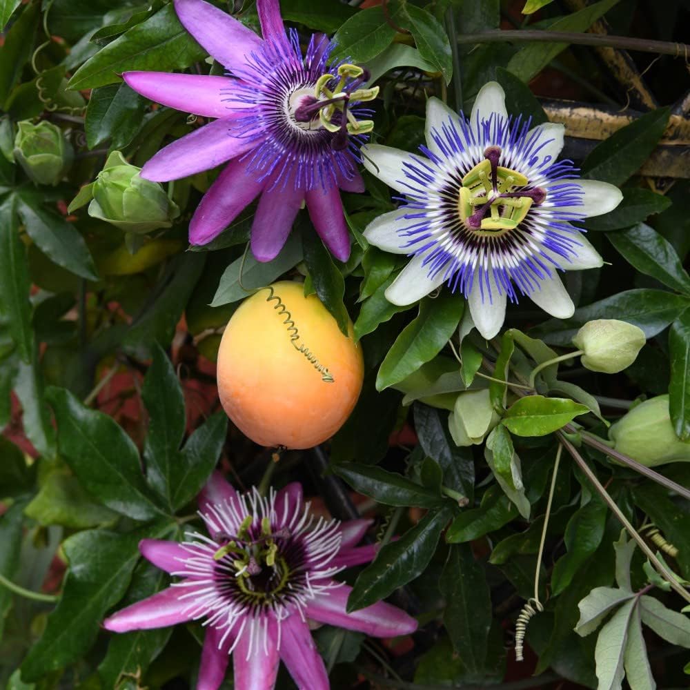 Passiflora Beervelde Passion Flower Garden Climber Climbing Semi ...