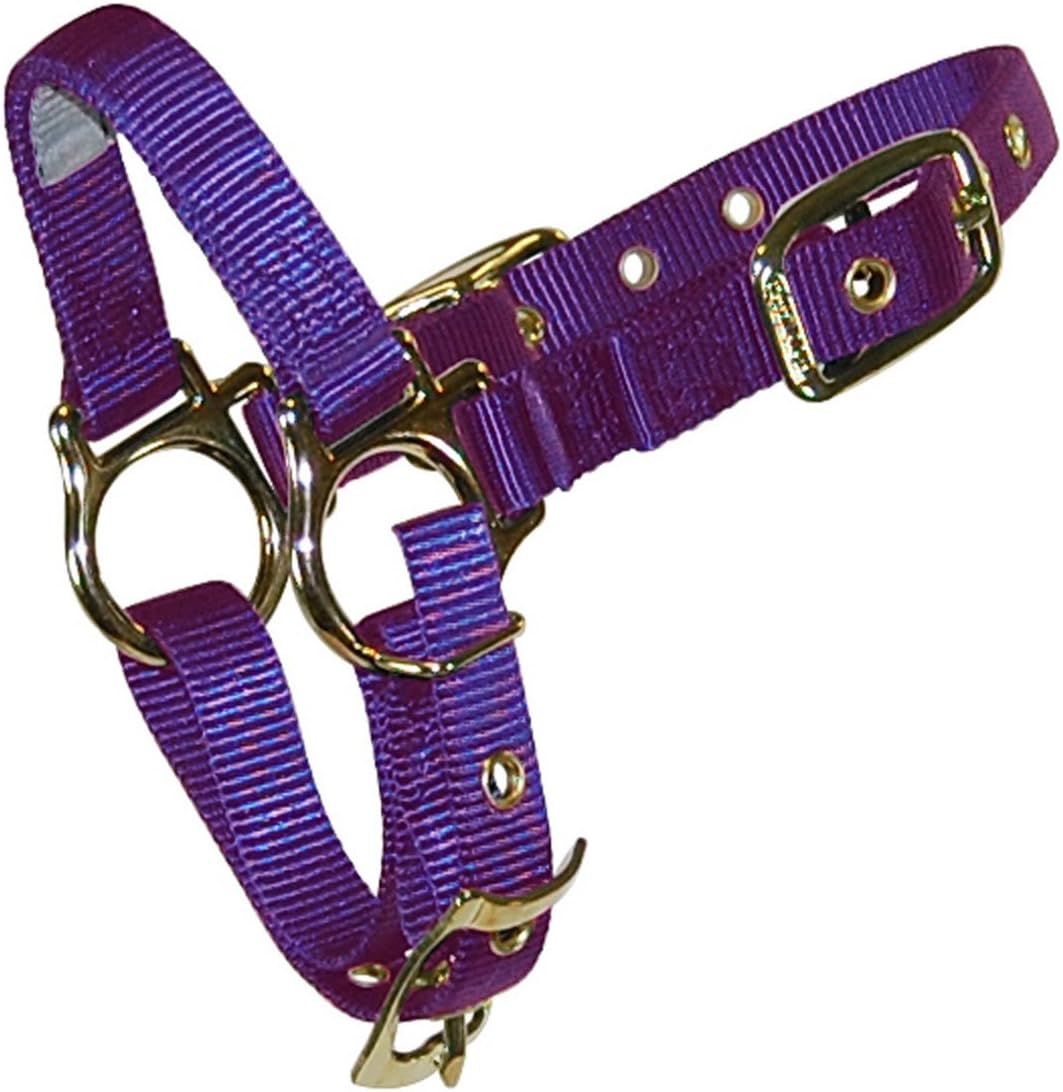 Amazon.com: Hamilton 3/4" Sheep Halter with Adjustable Chin Strap ...