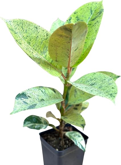 Amazon.com : Ficus Shivereana Moonshine Rare Variety Variegated Plants ...
