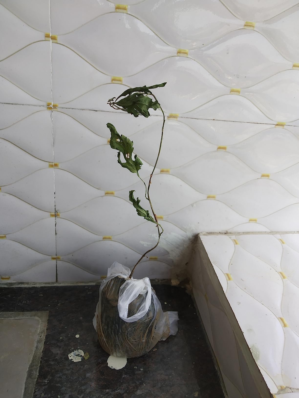 Chrysanthemums/Guldavari Flower Live Plant : Amazon.in: Garden & Outdoors