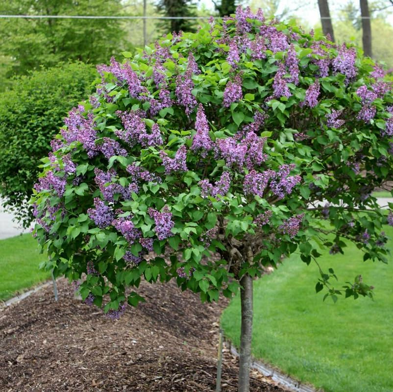 Amazon.com : Lilac Bushes Live Plant Syringa, Syringa Light Pink to ...