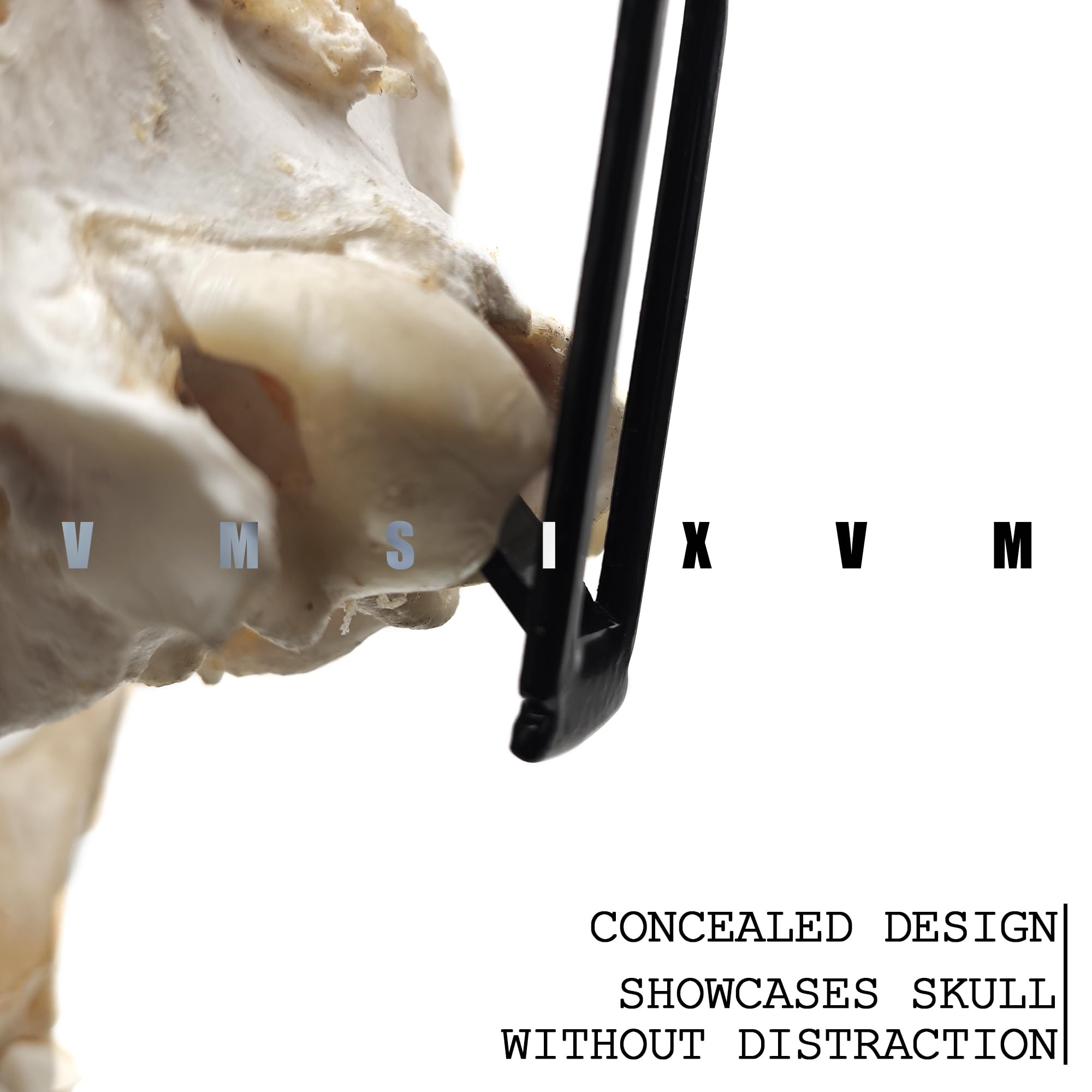 Snapklik.com : VMSIXVM European Deer Skull Mount Hanger, Euro Wall ...