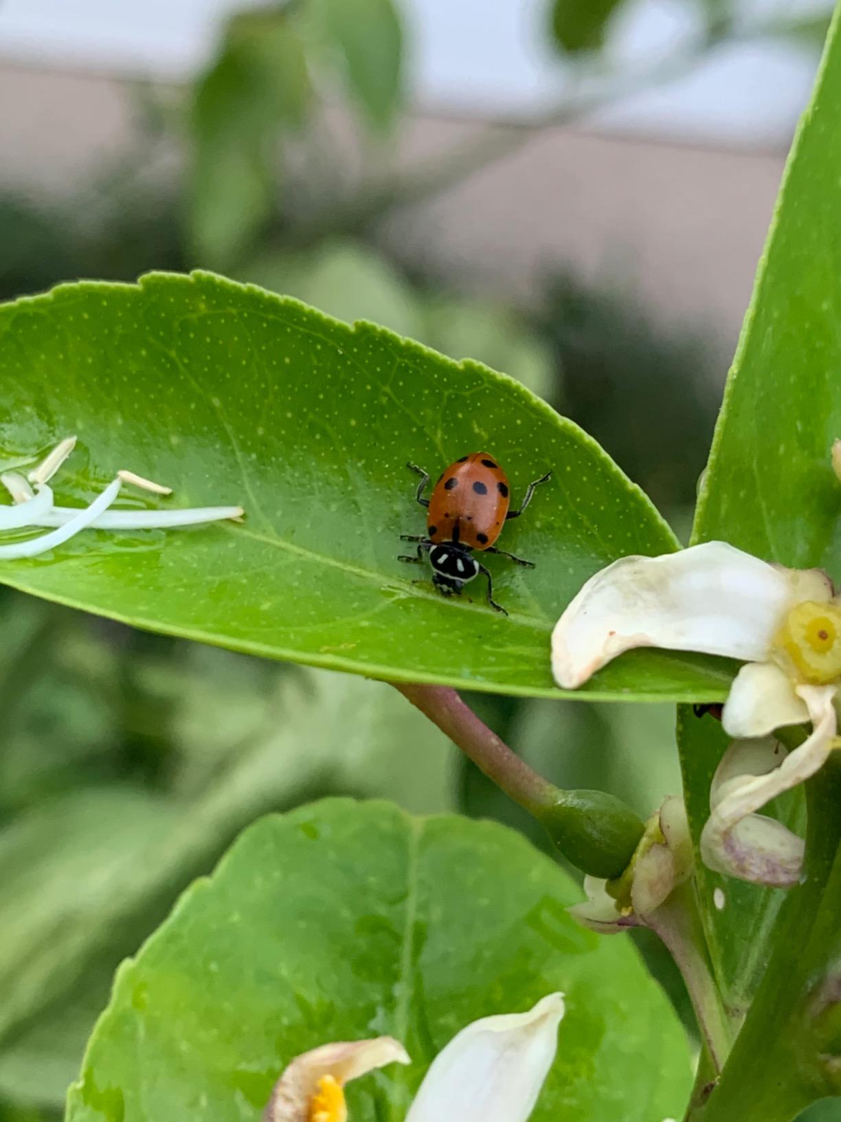 Amazon.com: 9,000 Live Ladybugs - Good Bugs - Guaranteed Live Delivery ...