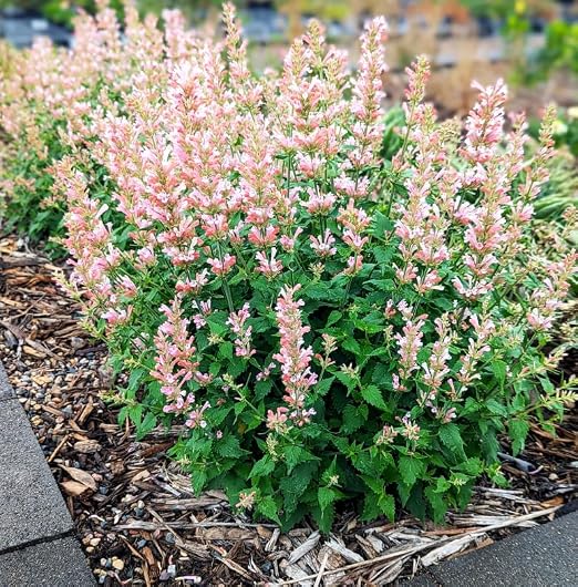 Amazon.com : 50+Agastache 'Pink Pearl' Hummingbird Mint Seeds for ...