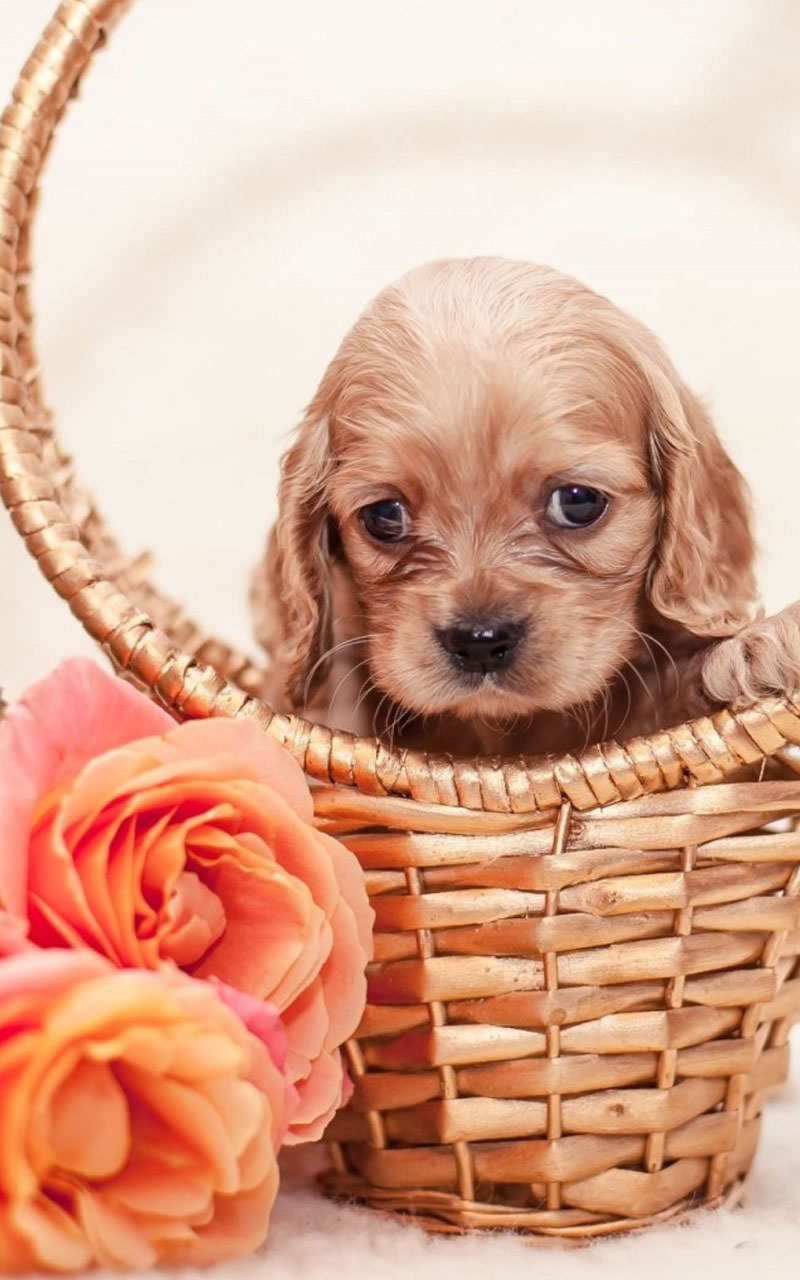 Cute Animals Live Wallpaper - App on Amazon Appstore