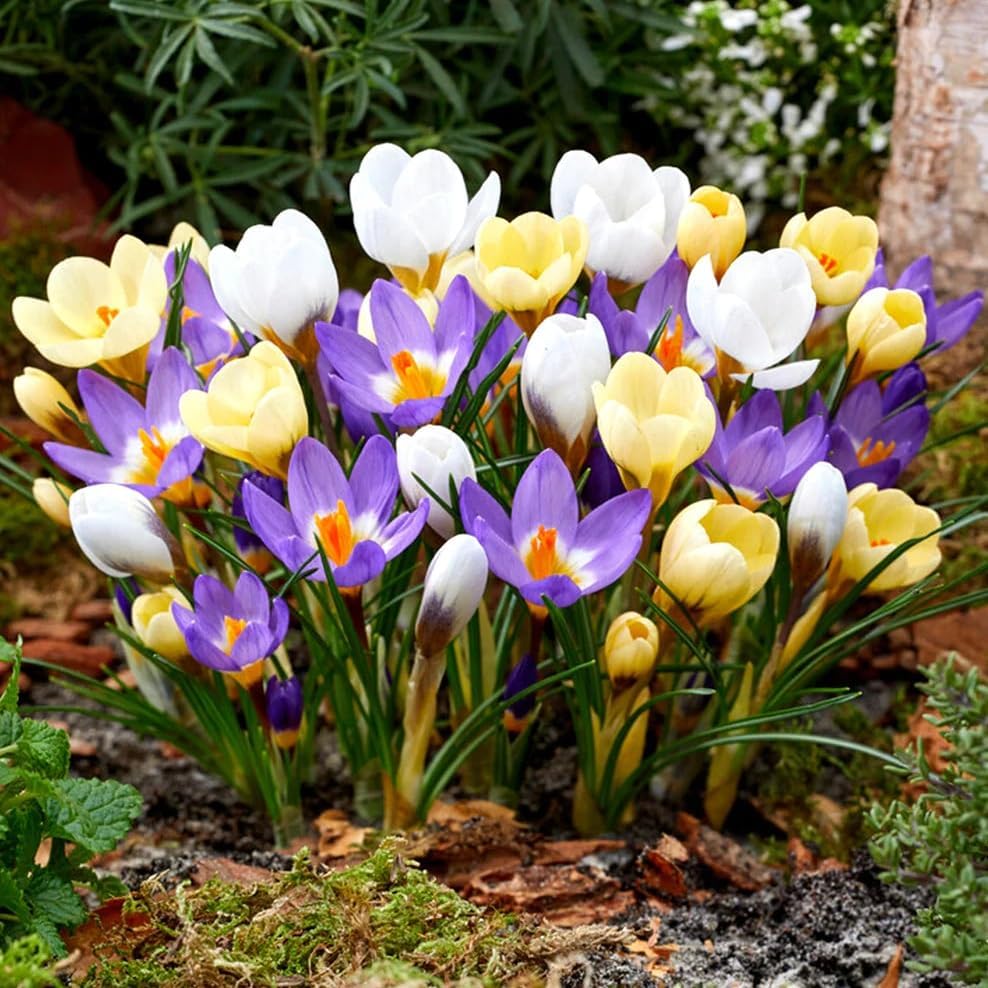 Amazon.com : Votaniki Crocus Botanical Mix Bulbs - Perfect for Borders ...