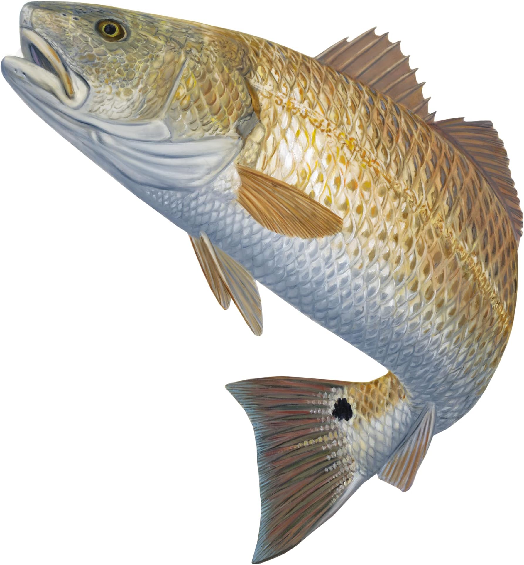 Amazon.com - Red Fish Sticker Redfish Cup Car Window Truck Boat Laptop ...