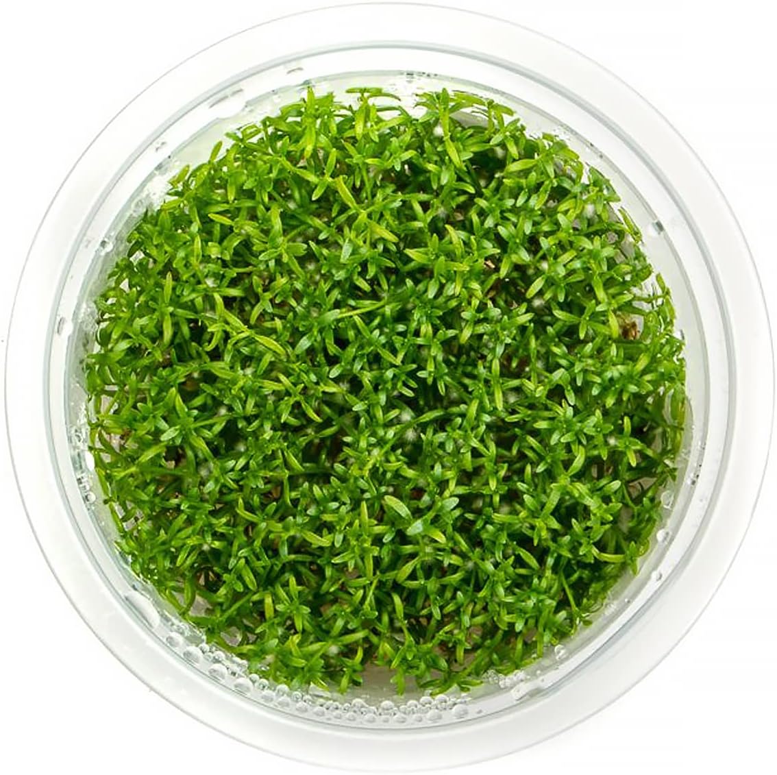 Amazon.com: SubstrateSource Microcarpaea Minima Tissue Culture Aquatic ...