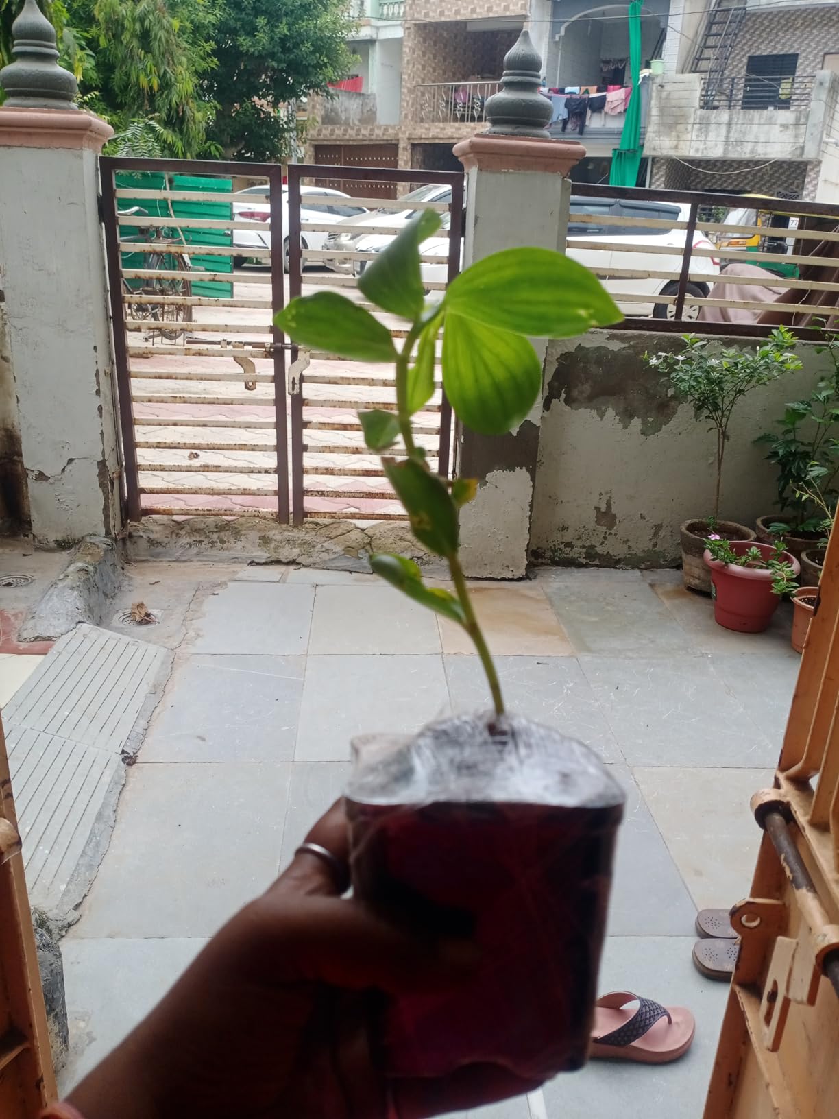 Plantsworld Costus Igneus Insulin Live Medicinal Plant : Amazon.in ...