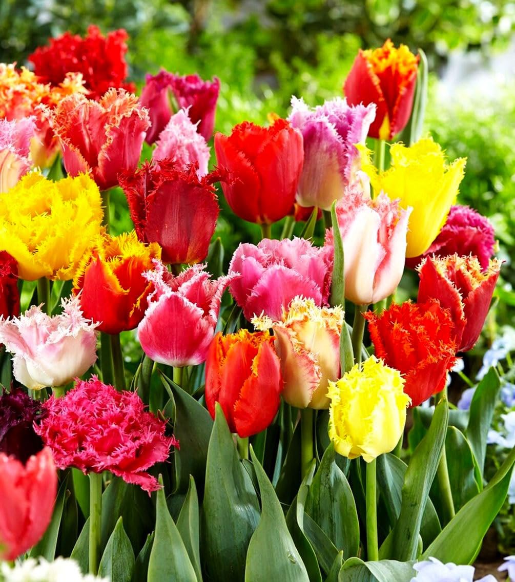 Amazon.com : 10 Triumph Tulip Bulbs for Fall Planting Mixed Perennial ...