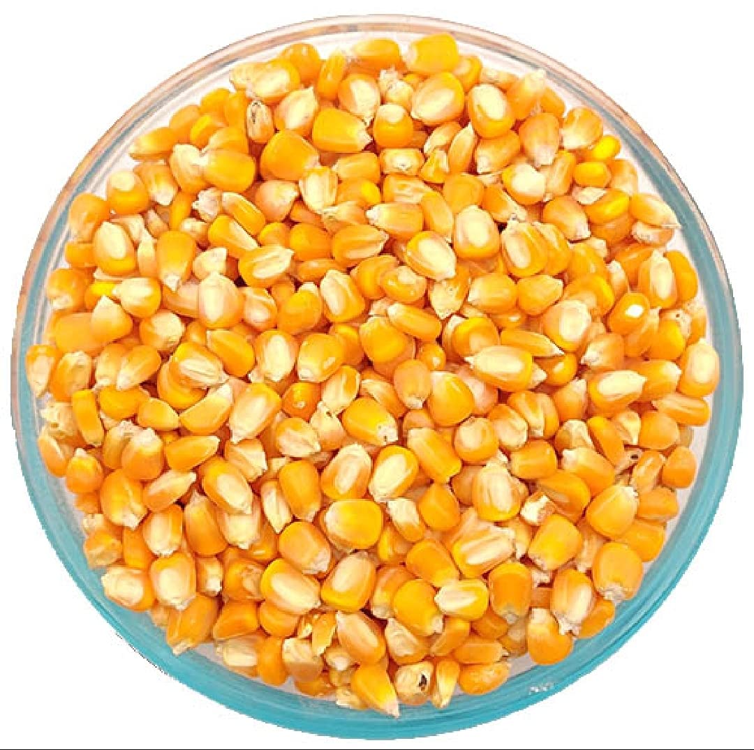 NPS Corn / Makka Solam, 500 g in loose : Amazon.in: Grocery & Gourmet Foods