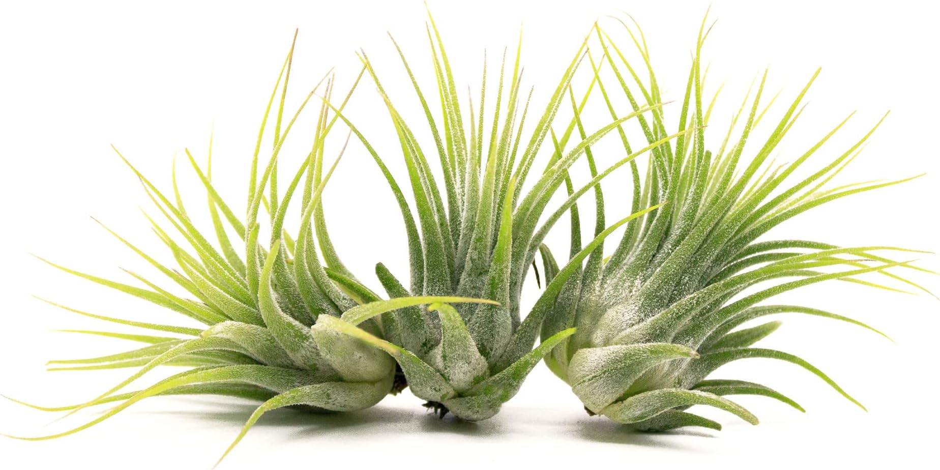 Amazon.com : Mysterious Air Fern, Set of 2 – Water & Soil Free House ...