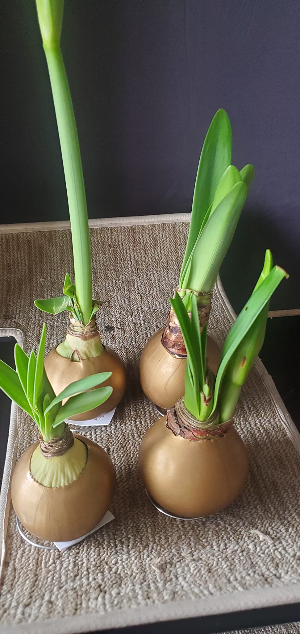 $6/mo - Finance Gold Base Waxed Amaryllis Flower Bulb with Stand, No ...