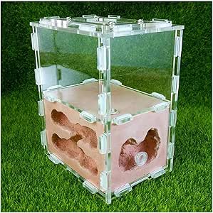 Ant Farm Ecological Ant Nest Farm Gypsum Ant Castle Ant Formicarium ...