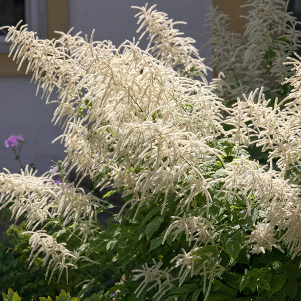 Goatsbeard Plant