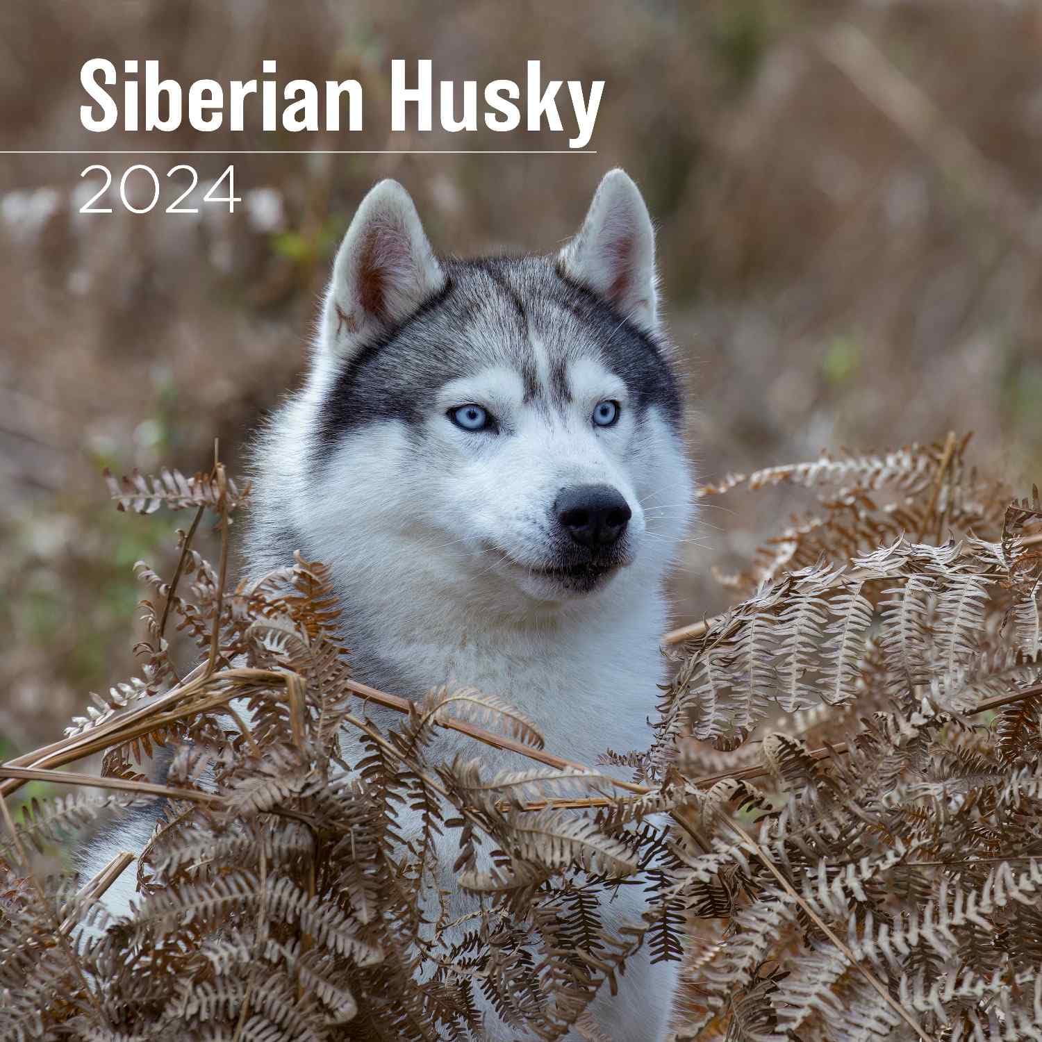 Snapklik.com : Siberian Husky Calendar 2024 - Dog Breed Wall Calendar