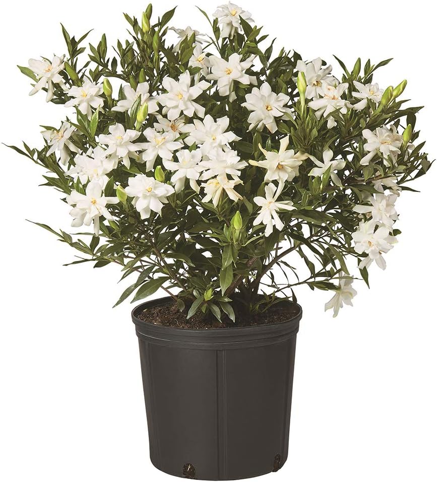 Amazon.com : Plants by Mail Scentamazing Gardenia (2 Gallon) Blooming ...