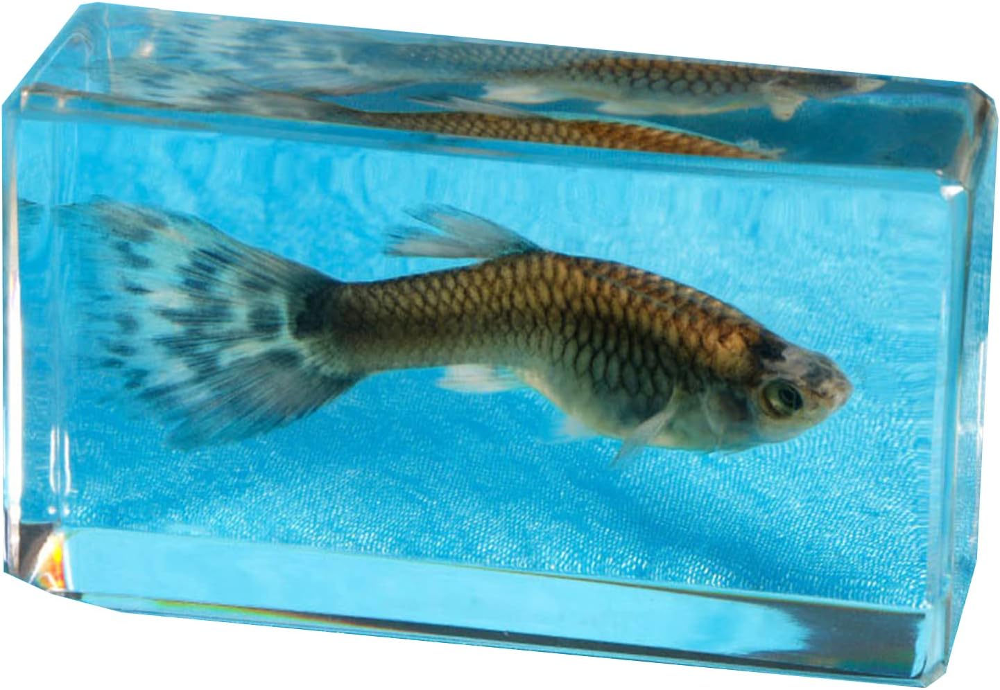 Amazon.com: KH66ZKY Glass Fish Specimen - Real Fish Specimen - Marine ...