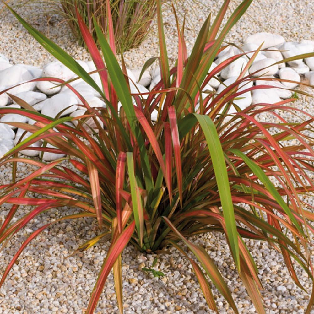 Phormium Jester New Zealand Flax Evergreen Shrub Outdoor Garden Plant ...