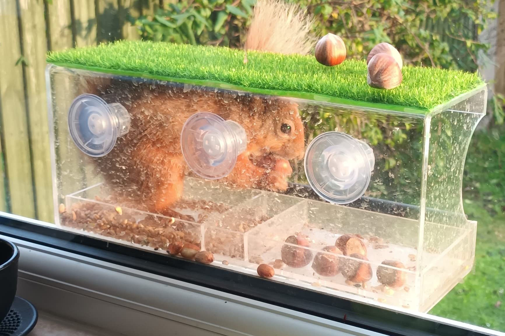 Hazelnuts 1kg - Raw Hazelnuts in Shell – Small, untreated, Unwashed ...